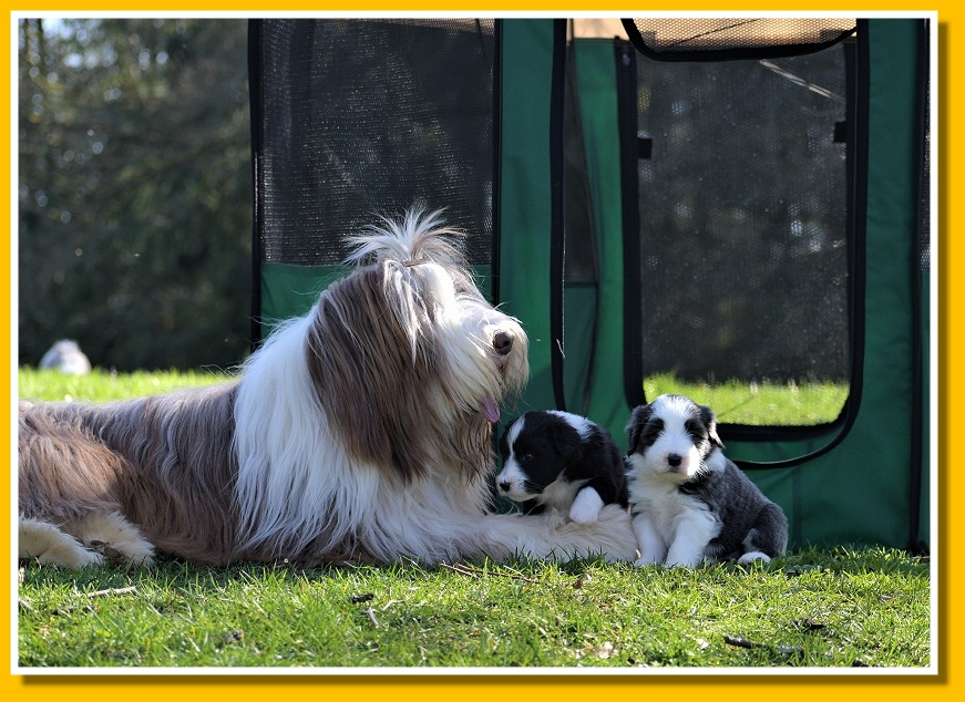 Cosmos Deckrüdenseite