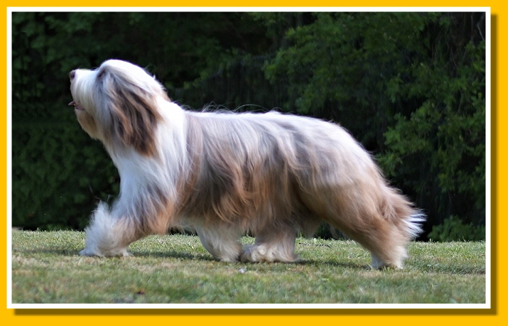 Cosmos Deckrüdenseite