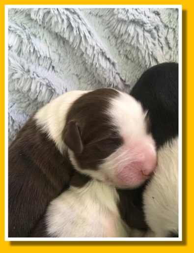 Cosmos Deckrüdenseite