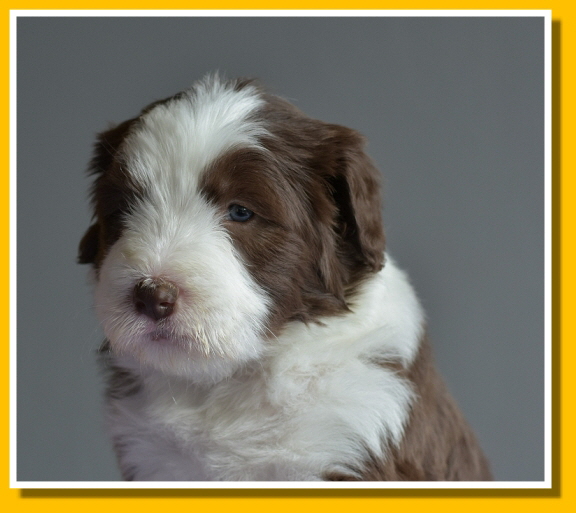 Cosmos Deckrüdenseite