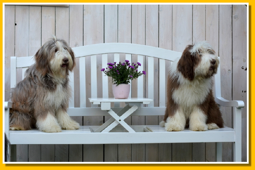 Cosmos Deckrüdenseite