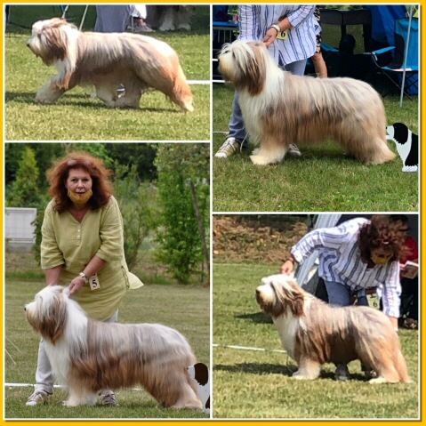 Cosmos Deckrüdenseite