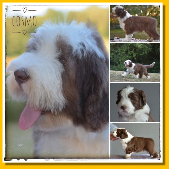 Cosmos Deckrüdenseite