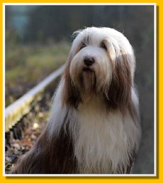 Cosmos Deckrüdenseite